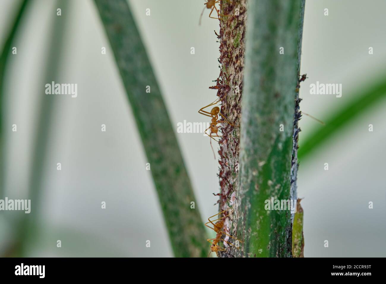 Fire ants hand hi-res stock photography and images - Alamy