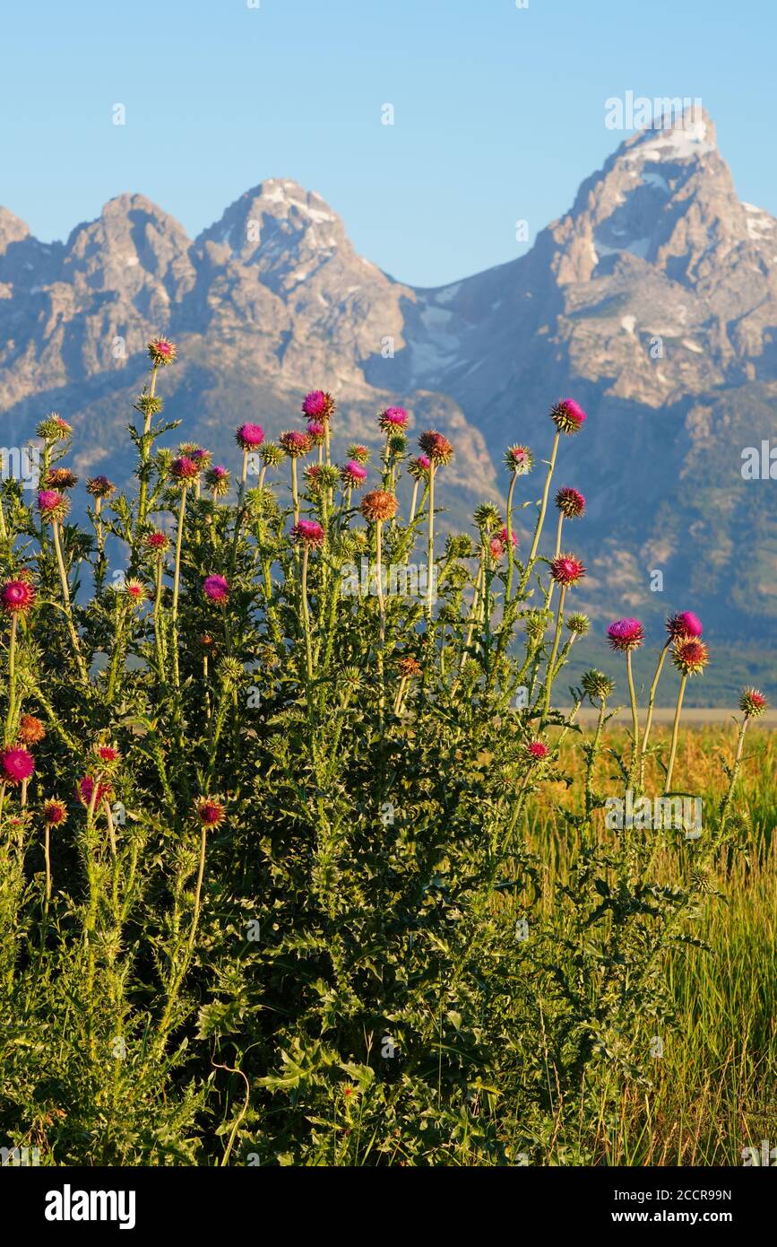 View of a purple thistle flower in Grand Teton National Park in Jackson ...