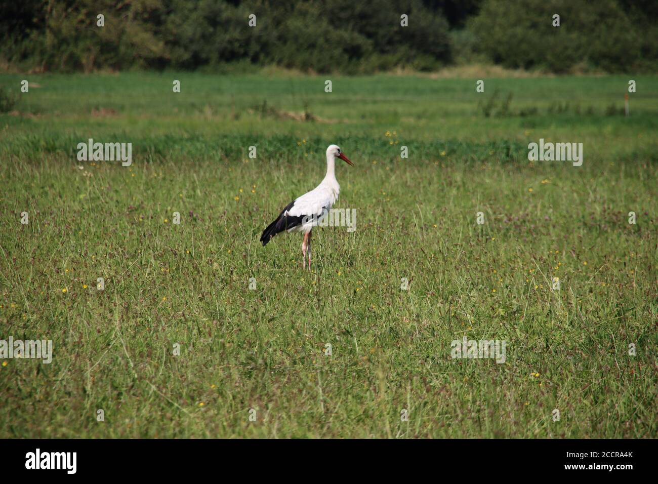 Stork searching for food in the meadows of Moordrecht in the ...