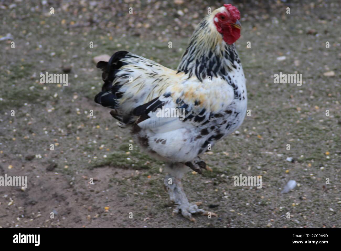 Chickens, rooster and small chicks are fed at a petting zoo at Landgoed ...