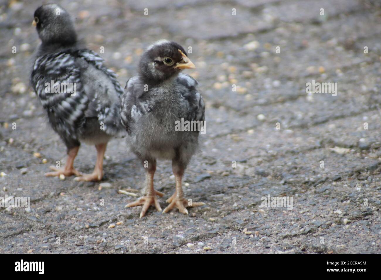 Chickens, rooster and small chicks are fed at a petting zoo at Landgoed ...