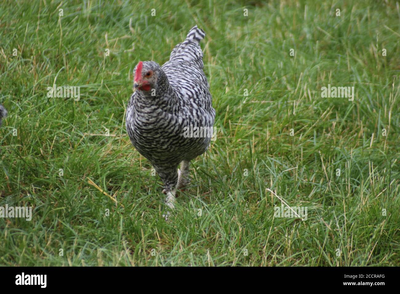 Chicken at a petting zoo hi-res stock photography and images - Alamy
