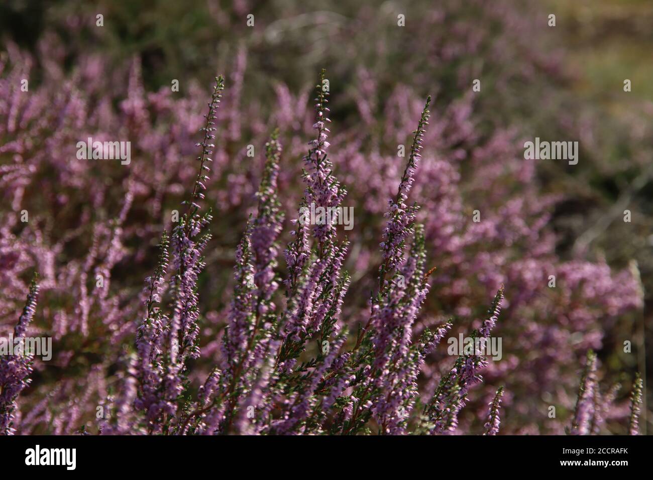 Purple heather starts blooming at the end of the summer on the ...