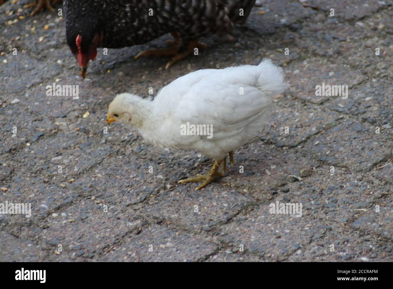 Petting a chicken hi-res stock photography and images - Alamy