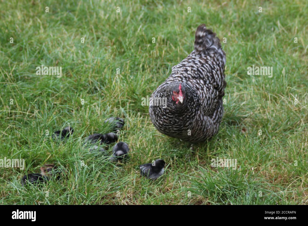 Chicken at a petting zoo hi-res stock photography and images - Alamy