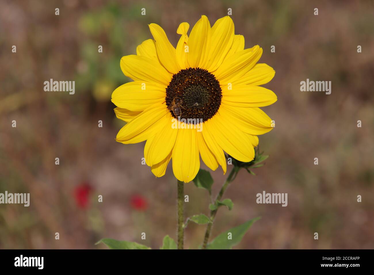 Yellow sunflower in the sun at wild flower bed in the netherlands for ...
