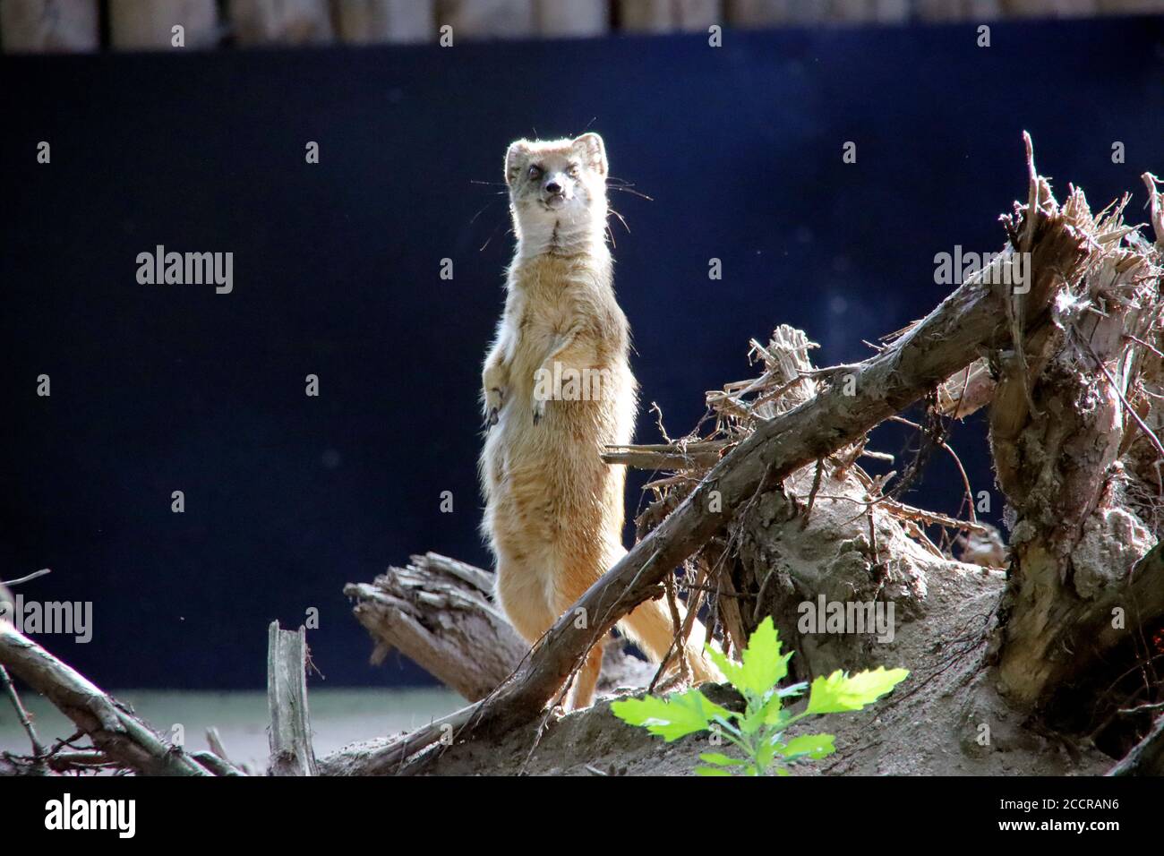 Yellow mongoose in the Ouwehand Zoo in the Netherlands Stock Photo - Alamy