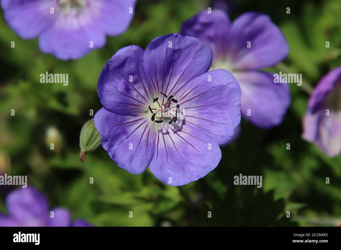 Cranesbill Geranium Rozanne in violet color in public flowerbed on the ...