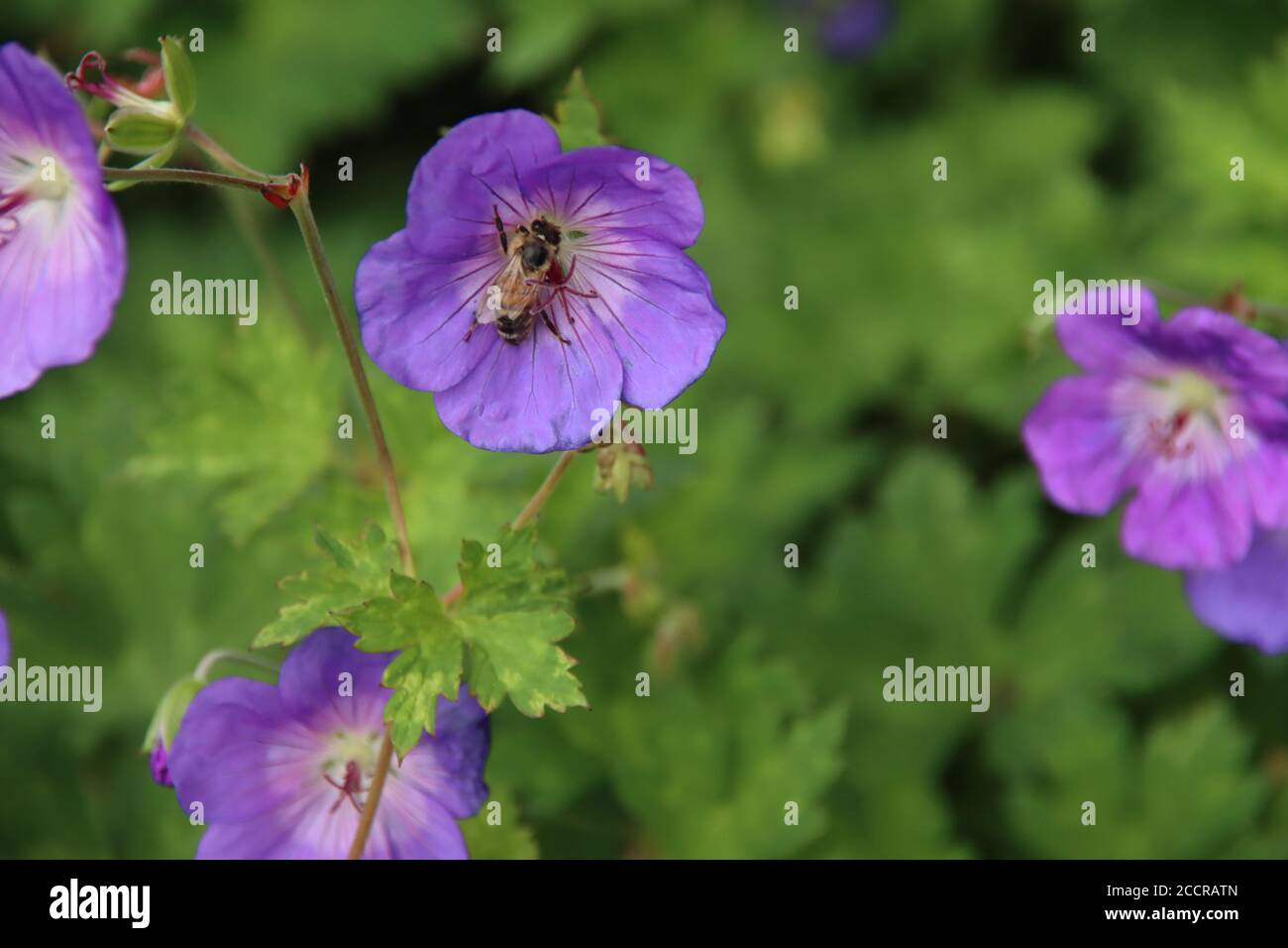 Cranesbill Geranium Rozanne in violet color in public flowerbed on the ...