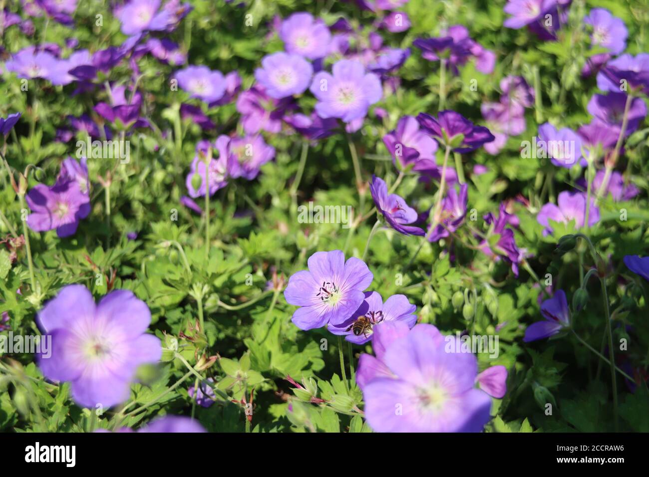 Cranesbill Geranium Rozanne in violet color in public flowerbed on the ...