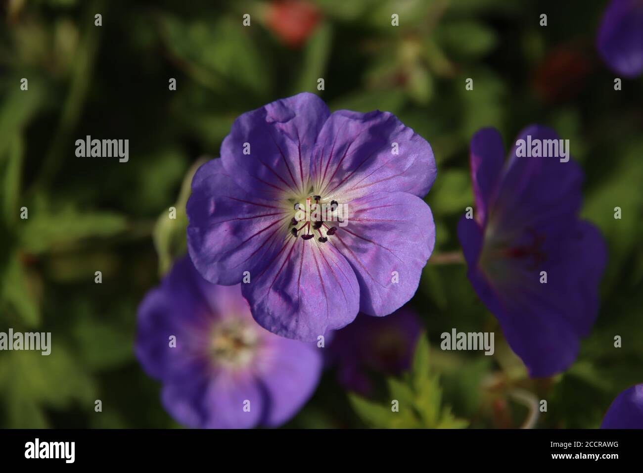 Cranesbill Geranium Rozanne in violet color in public flowerbed on the ...
