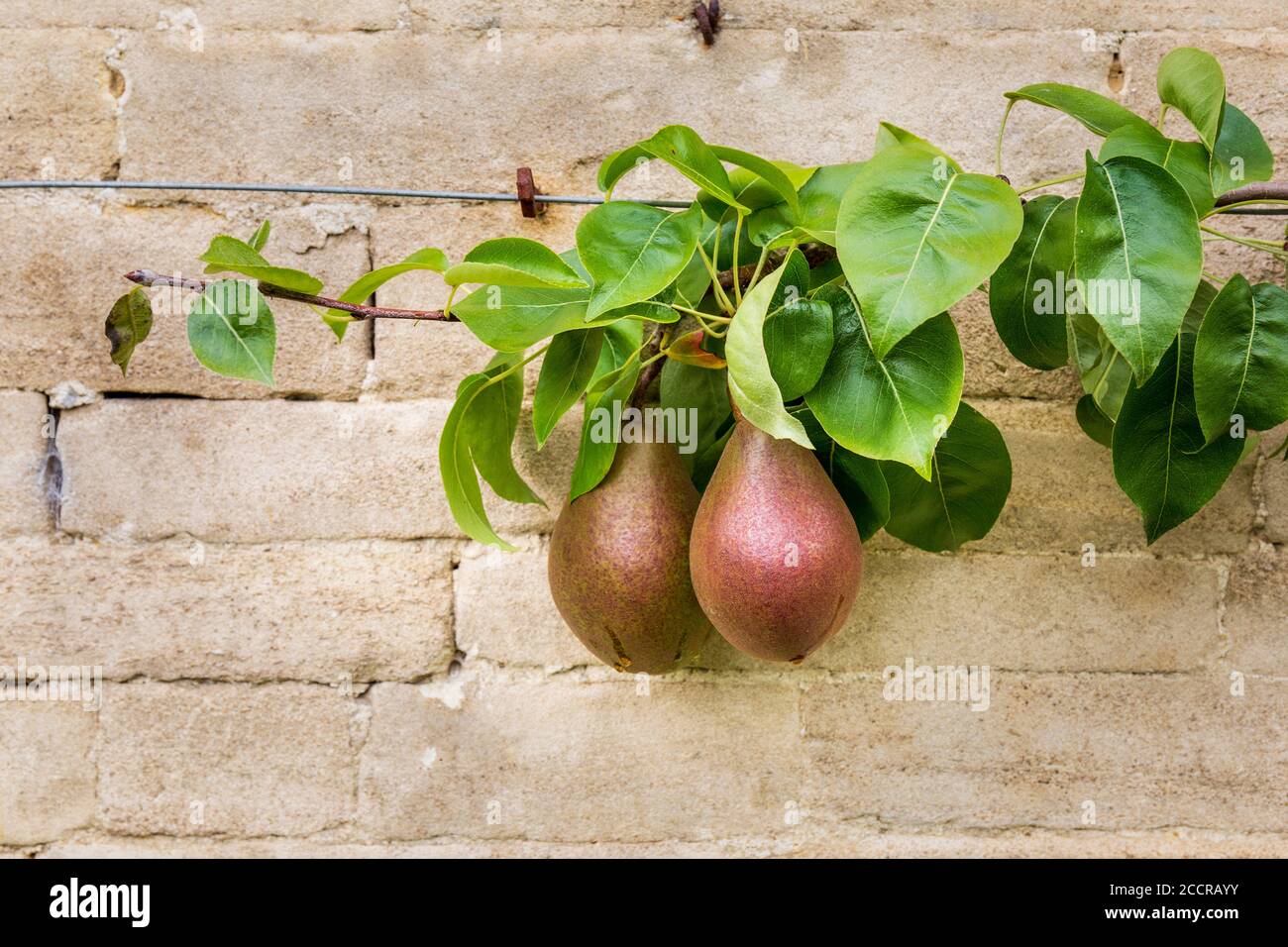 Black Worcester pears growing against a Cotswold stone wall, England ...
