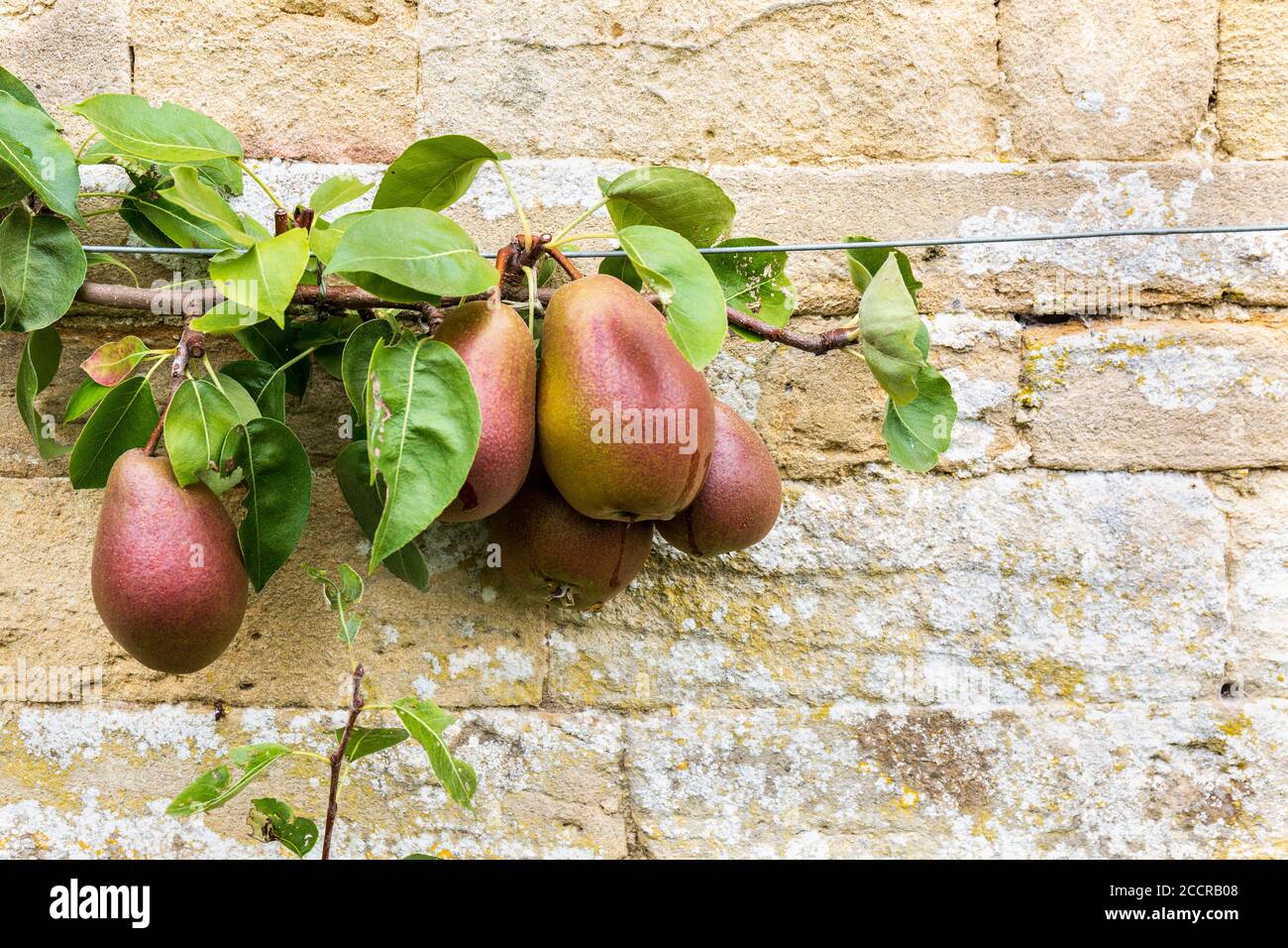 Black Worcester pears growing against a Cotswold stone wall, England ...