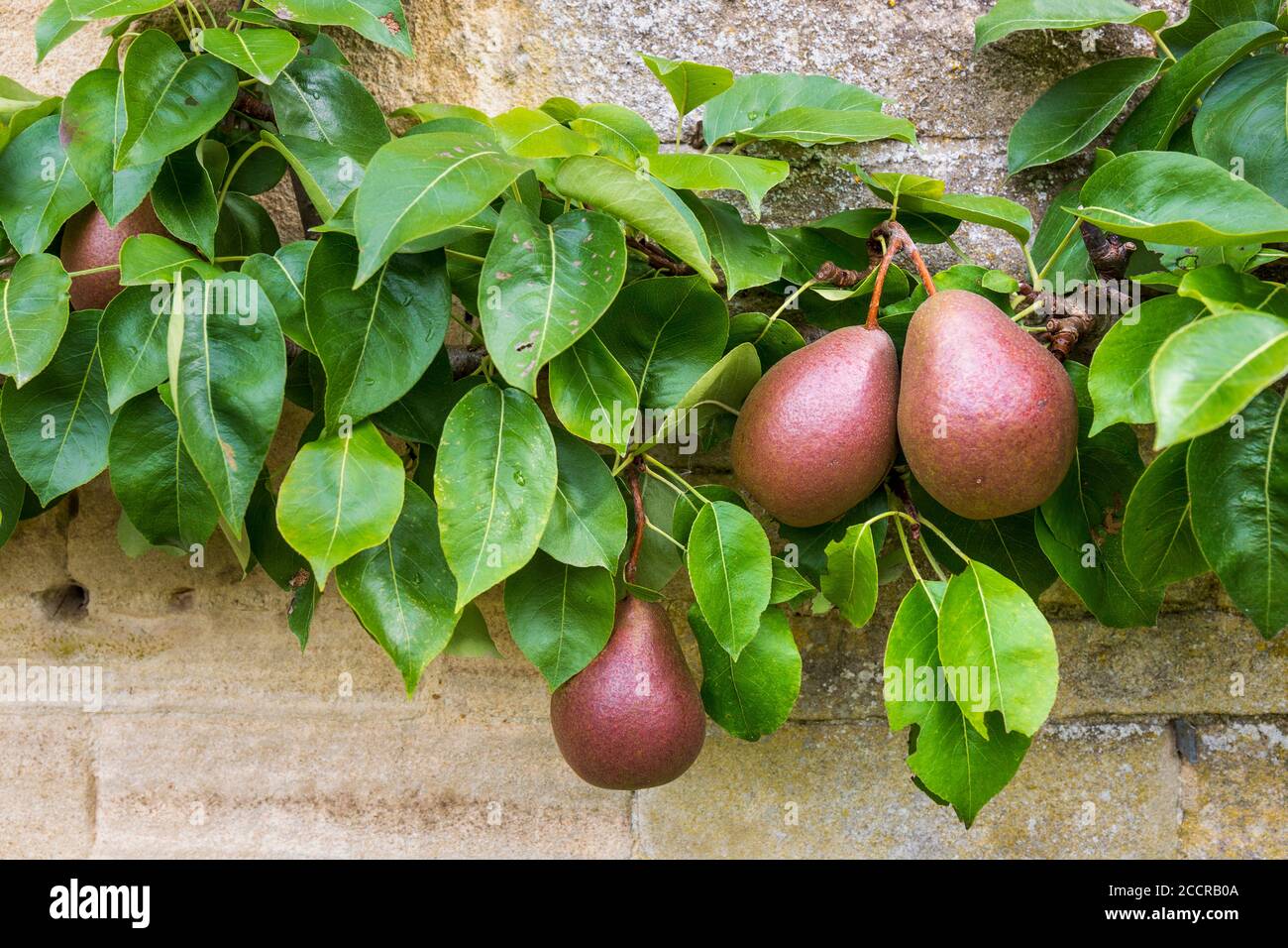 Black Worcester pears growing against a Cotswold stone wall, England ...