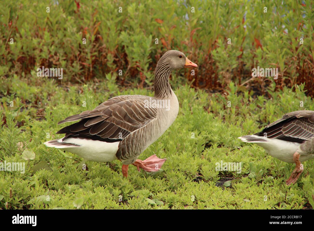 Grey goose at the grass along rowing lane Willem-Alexanderbaan in ...