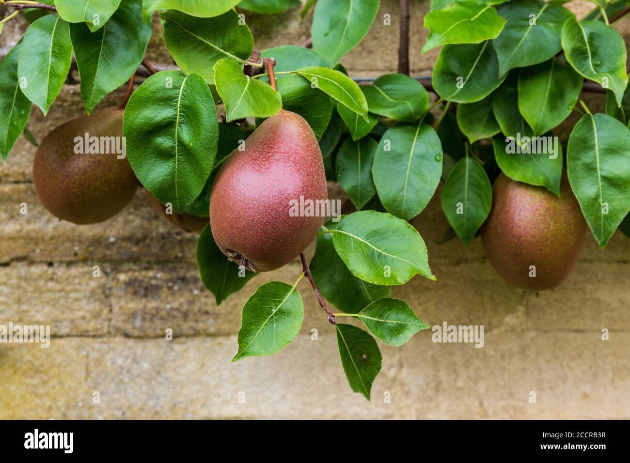Black Worcester pears growing against a Cotswold Stone wall, England ...