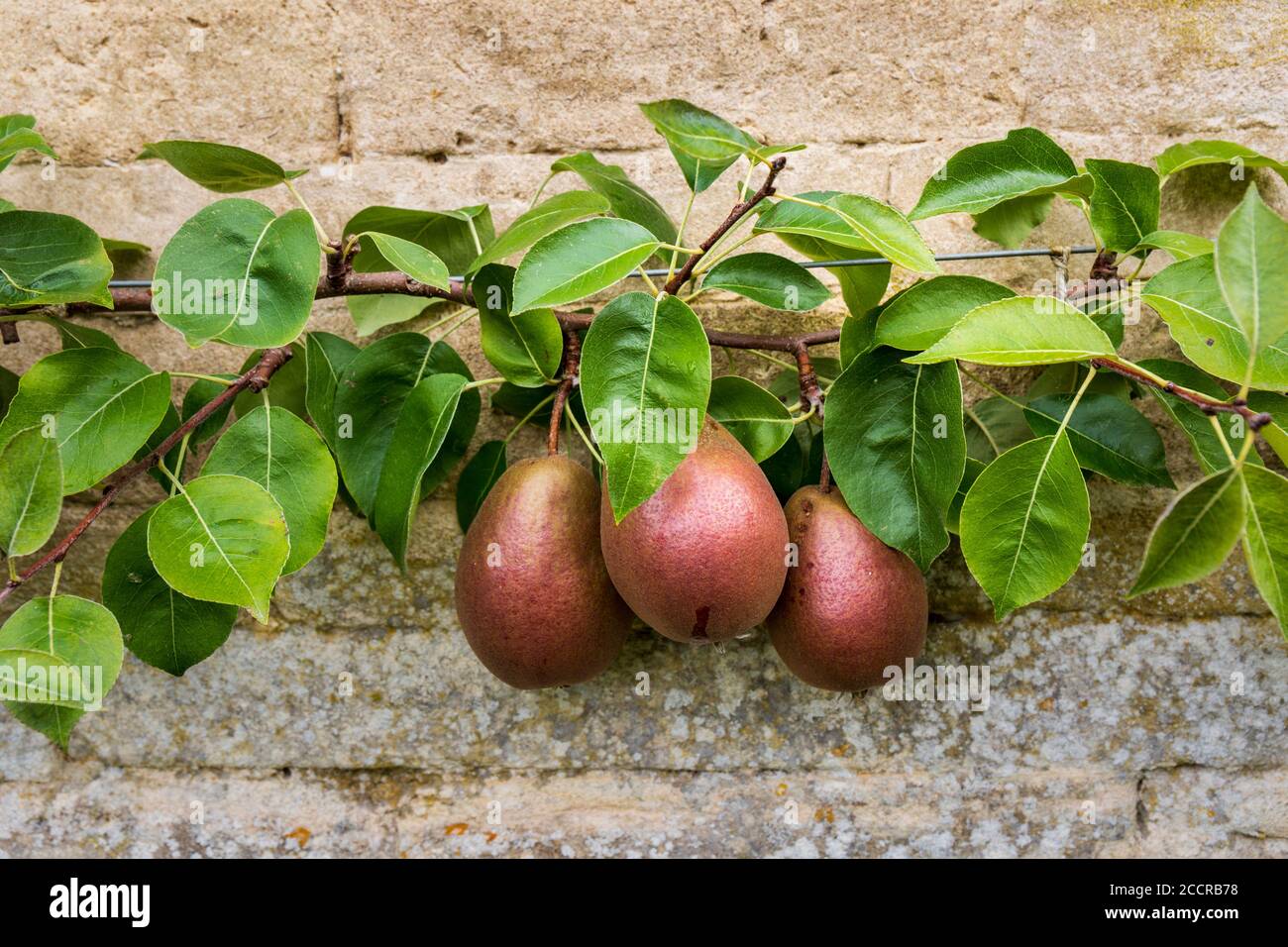 Black Worcester pears growing against a Cotswold stone wall, England ...