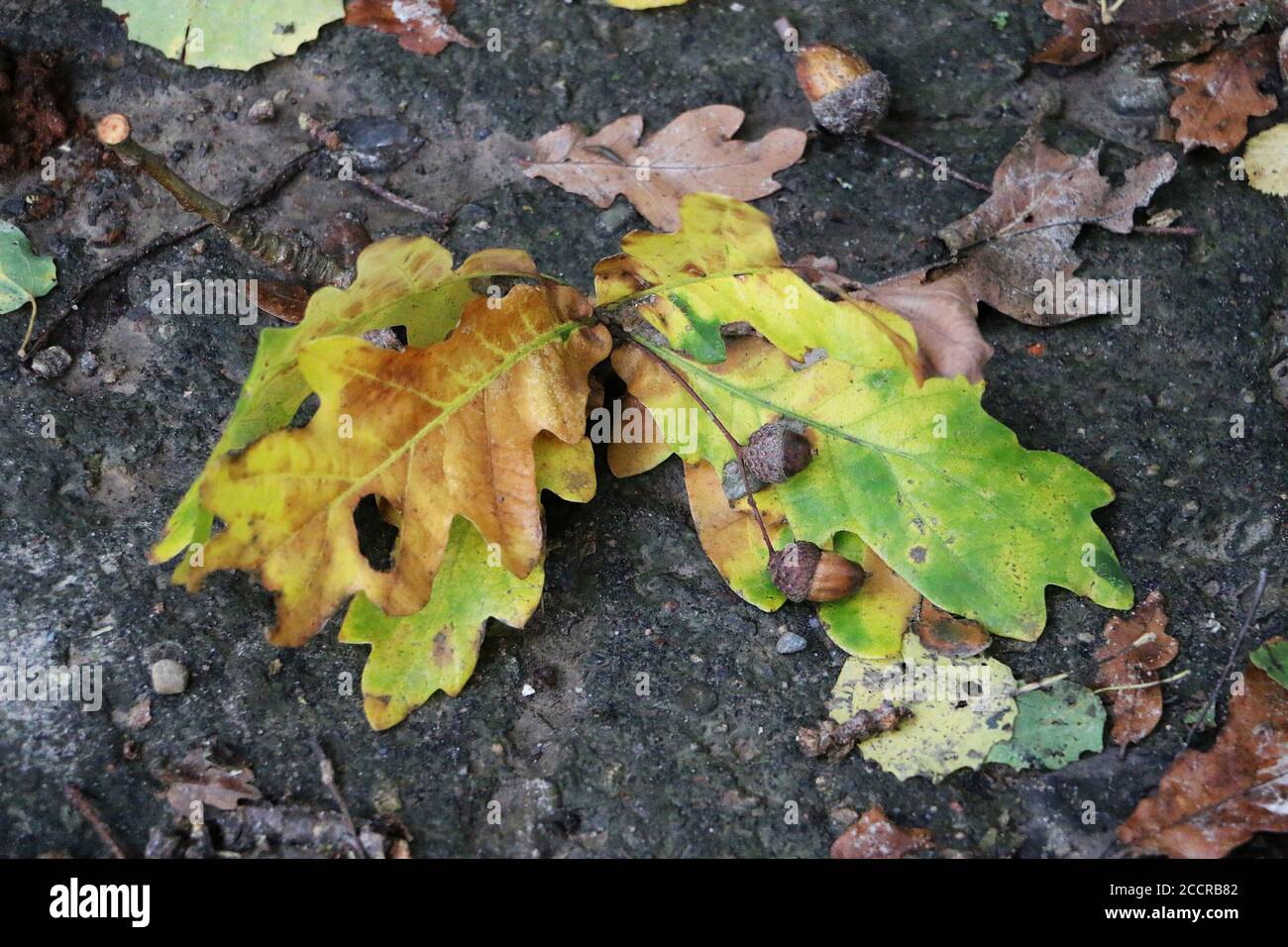 High angle closeup shot of fallen oak leaves Stock Photo - Alamy