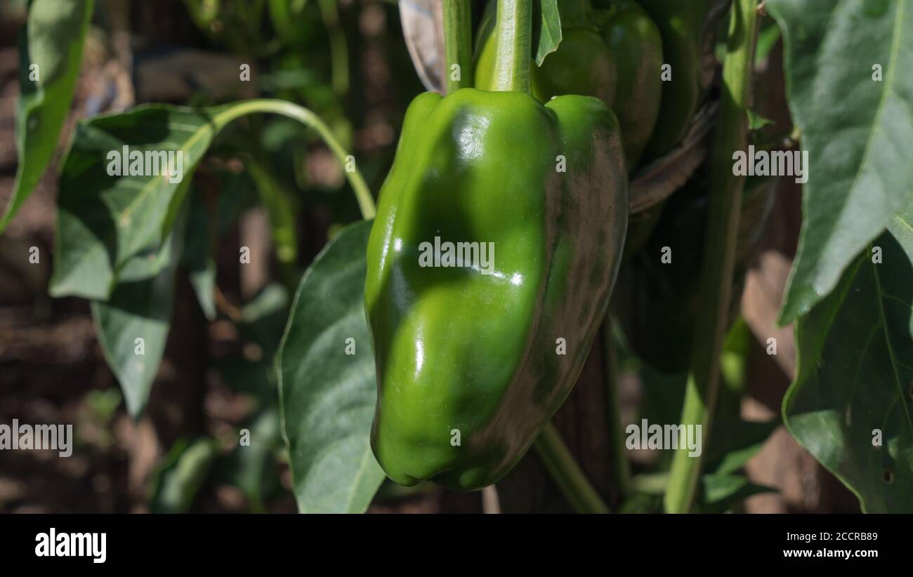 Closeup shot of an organic green pepper grown in a garden Stock Photo ...