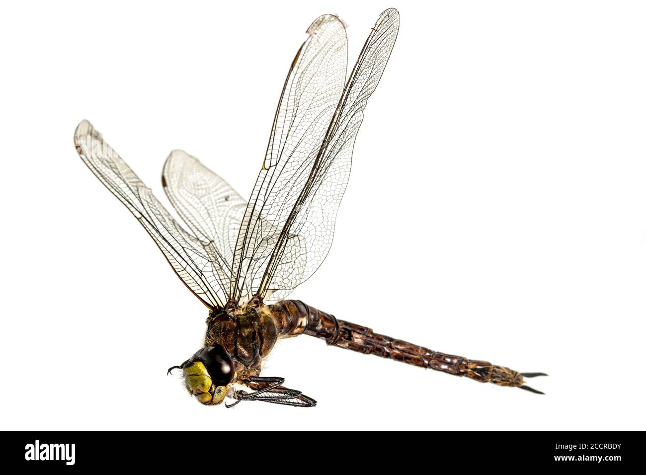 Large dead dragonfly lies on its side with outstretched wings against a ...