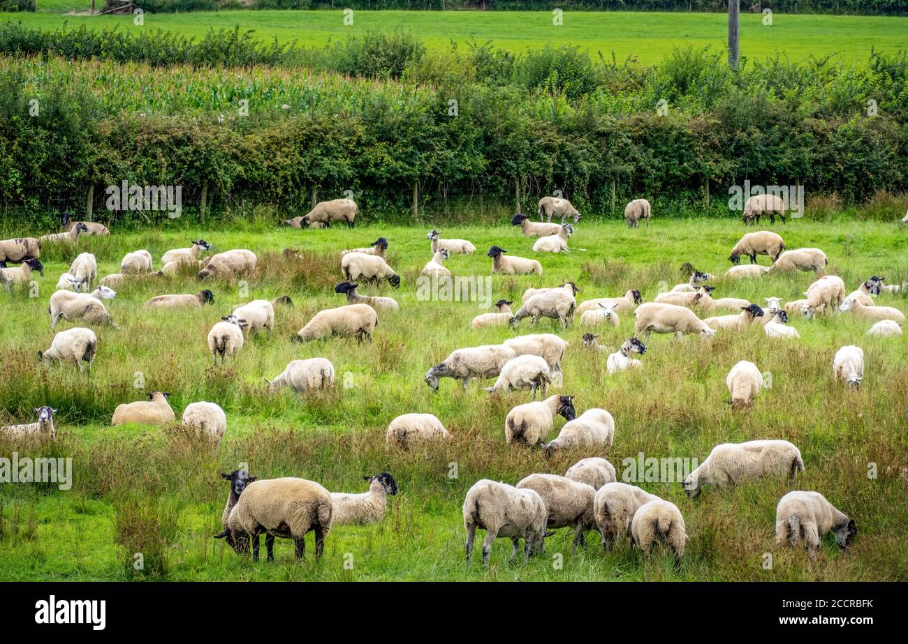 Flock of sheep, grazing, UK Stock Photo - Alamy