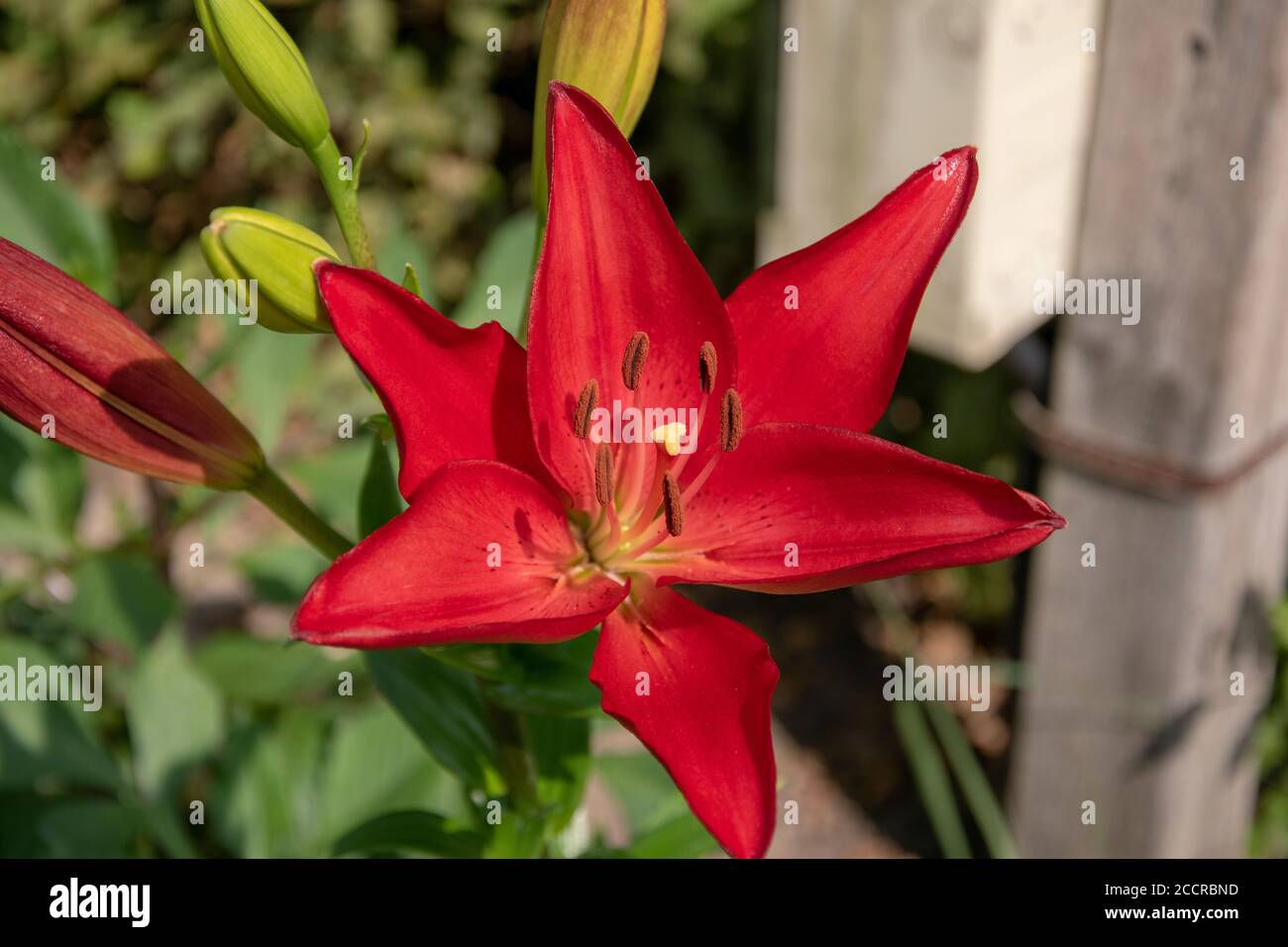 Closeup shot of a beautiful lily under the sunlight Stock Photo - Alamy