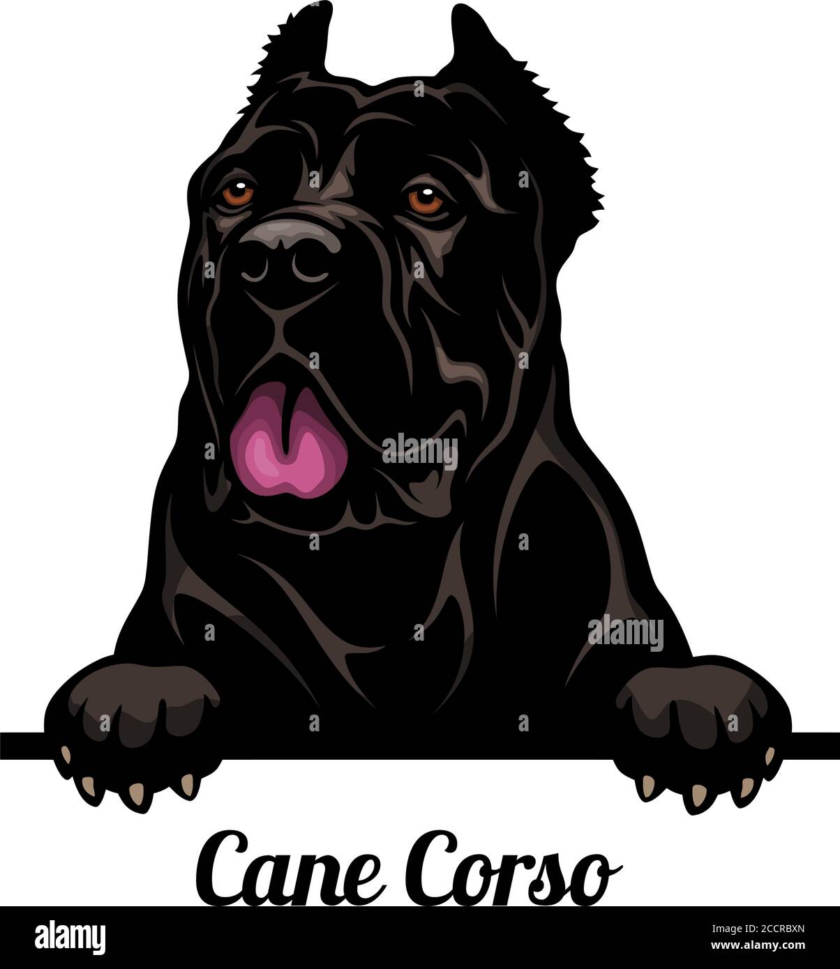 Cane Corso - Color Peeking Dogs - breed face head isolated on white ...