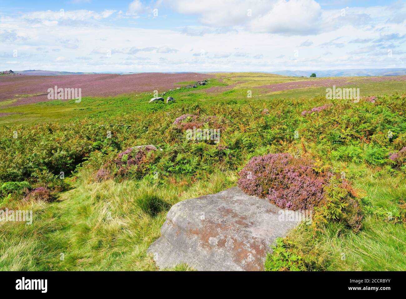 A line of gritstone rocks amongst the bracken and heather of Hatersage ...
