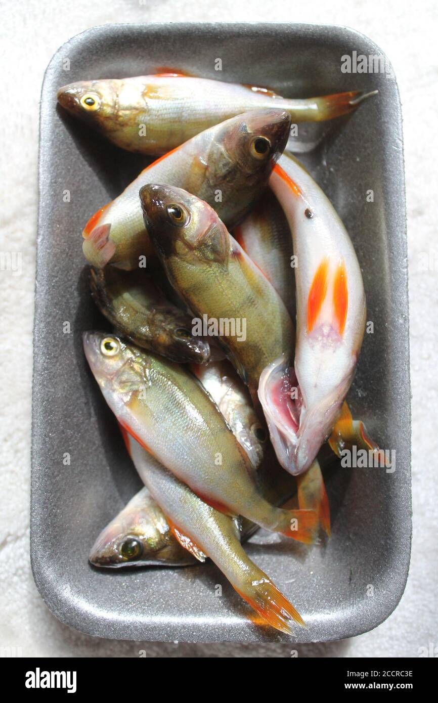 fresh fish holiday catch lay in the plate prepare for cooking Stock ...