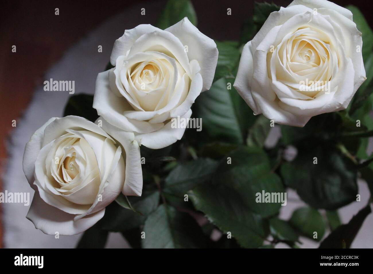 beautiful white blooming roses for decoration ceremony Stock Photo - Alamy