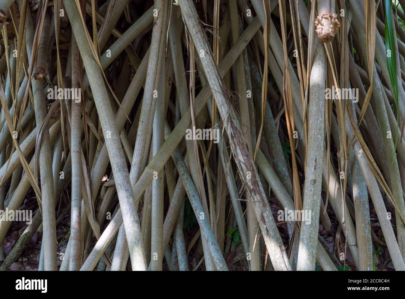 Plant root connection hi-res stock photography and images - Alamy