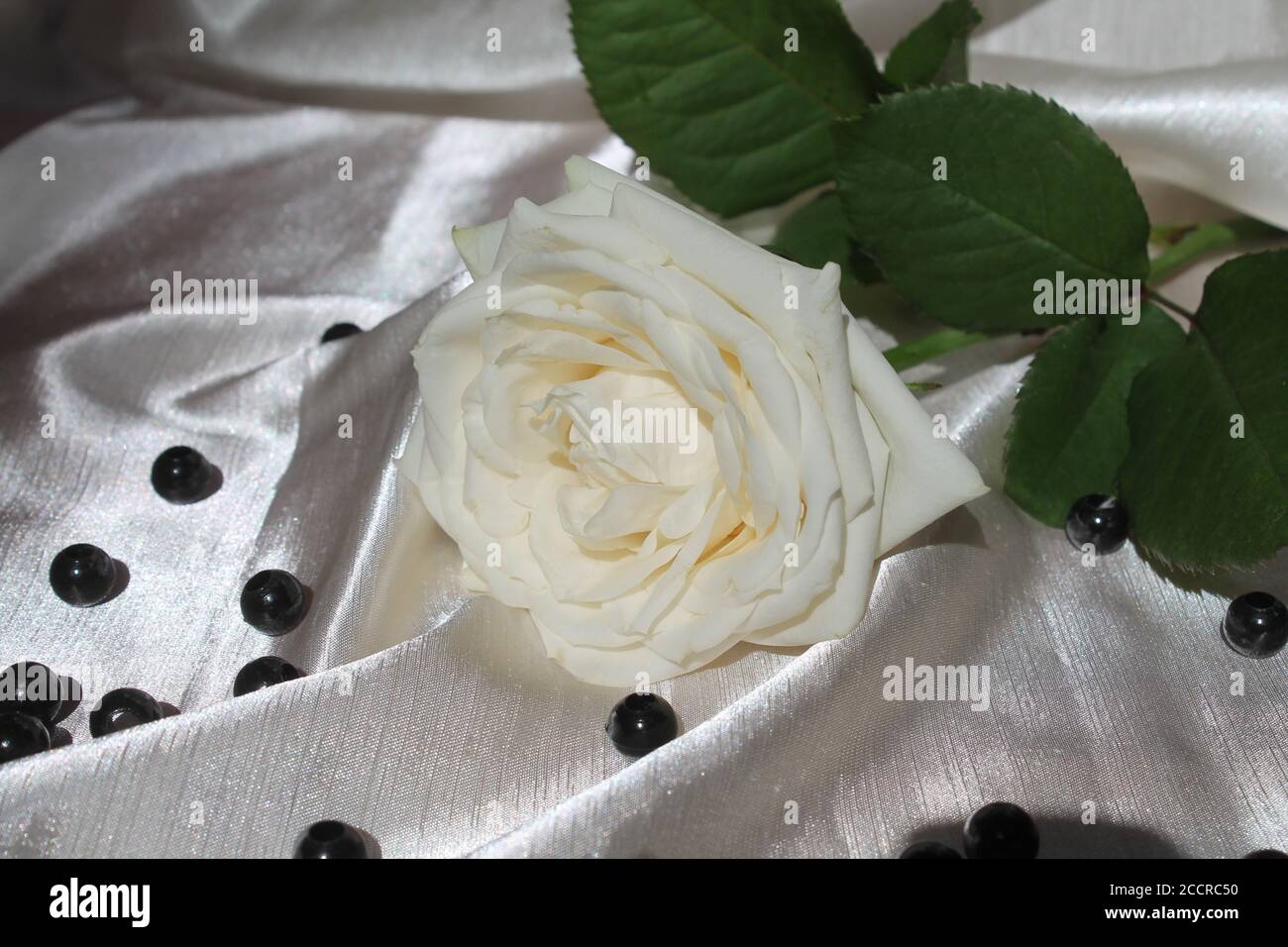 beautiful white blooming roses for decoration ceremony Stock Photo - Alamy