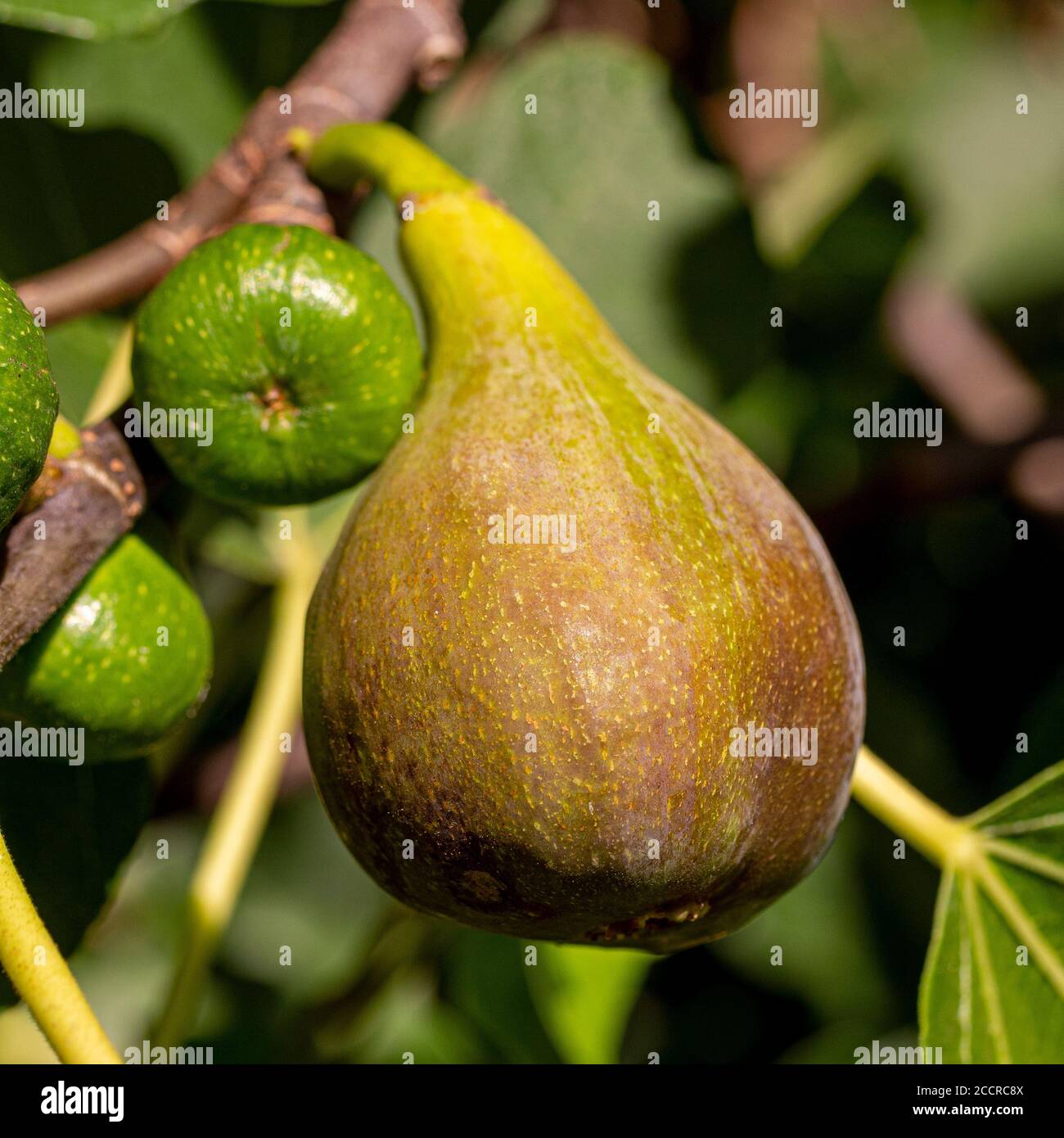 Ficus carica 'Brown Turkey” fig ripening on branch outdoors in sun ...
