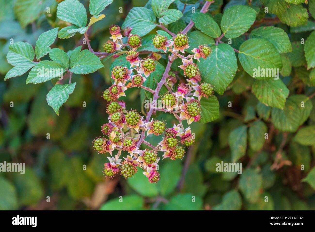 Blackberry rubus ulmifolius black rubus hi-res stock photography and ...