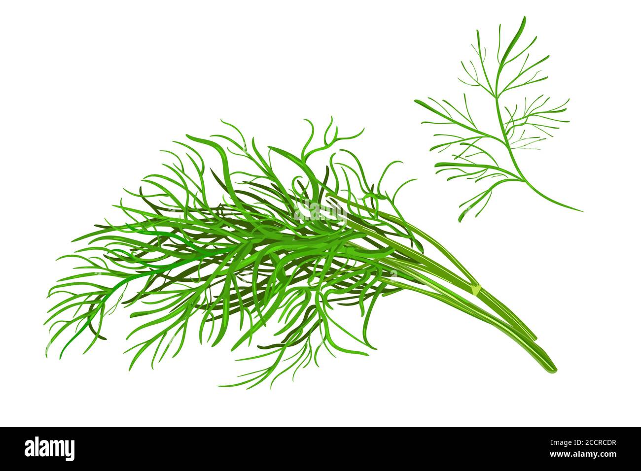 Dill isolated on white background. Fresh bunch dill spice plant. Green ...