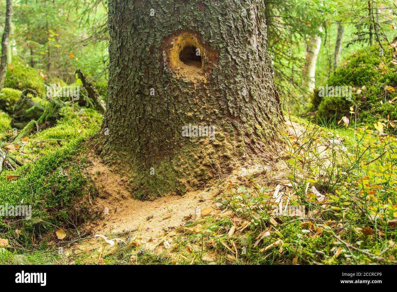Black woodpecker ( Dryocopus martius ) made a hole to old spruce tree ...