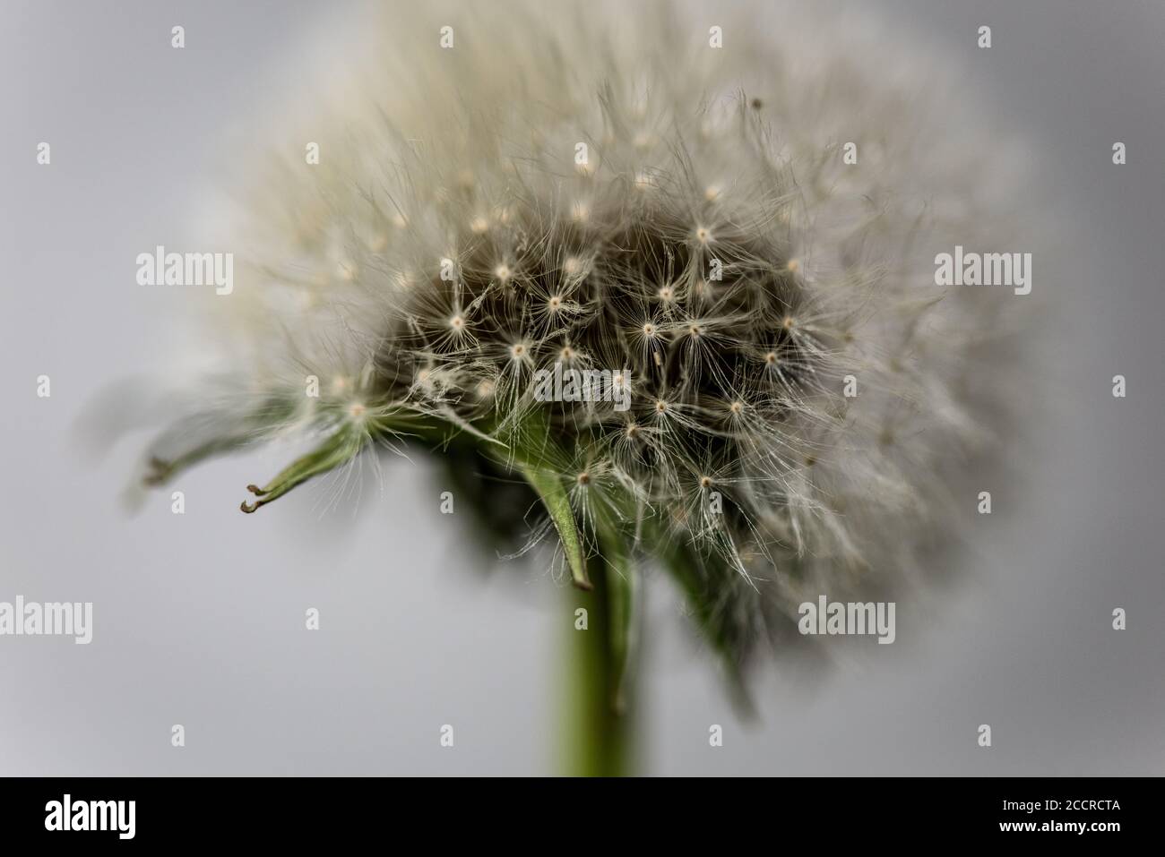 The floret of the common dandelion flower Stock Photo - Alamy
