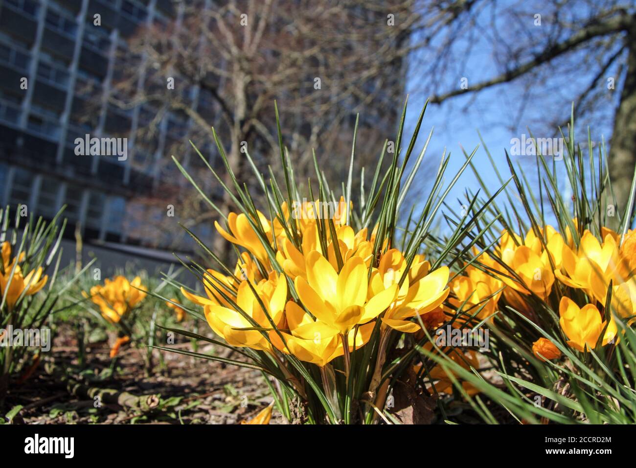 Chearful yellow crocuses growing outside of Plymouth Civic Centre. The ...