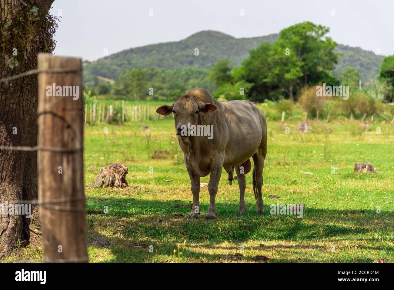 Nellore bull. breed of cattle originating in India. It has white fur ...