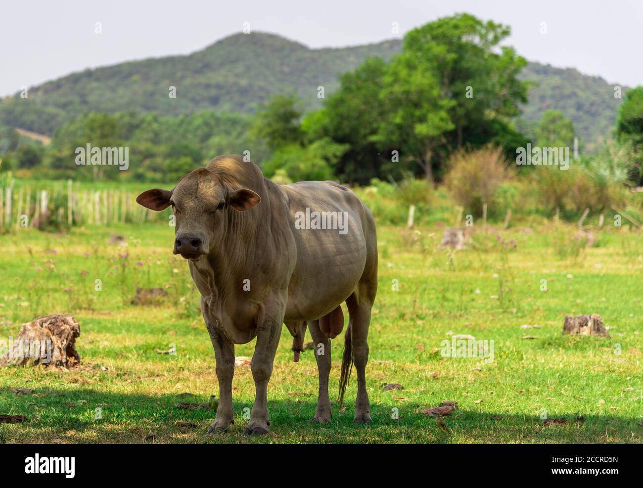 Nellore bull. breed of cattle originating in India. It has white fur ...