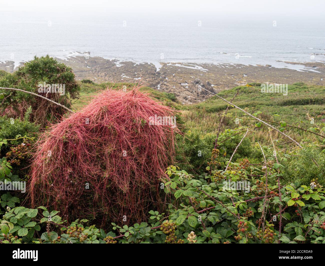 Red Dodder ie Cuscuta epithymum on wild Gorse ie Ulex europaeus, Devon ...