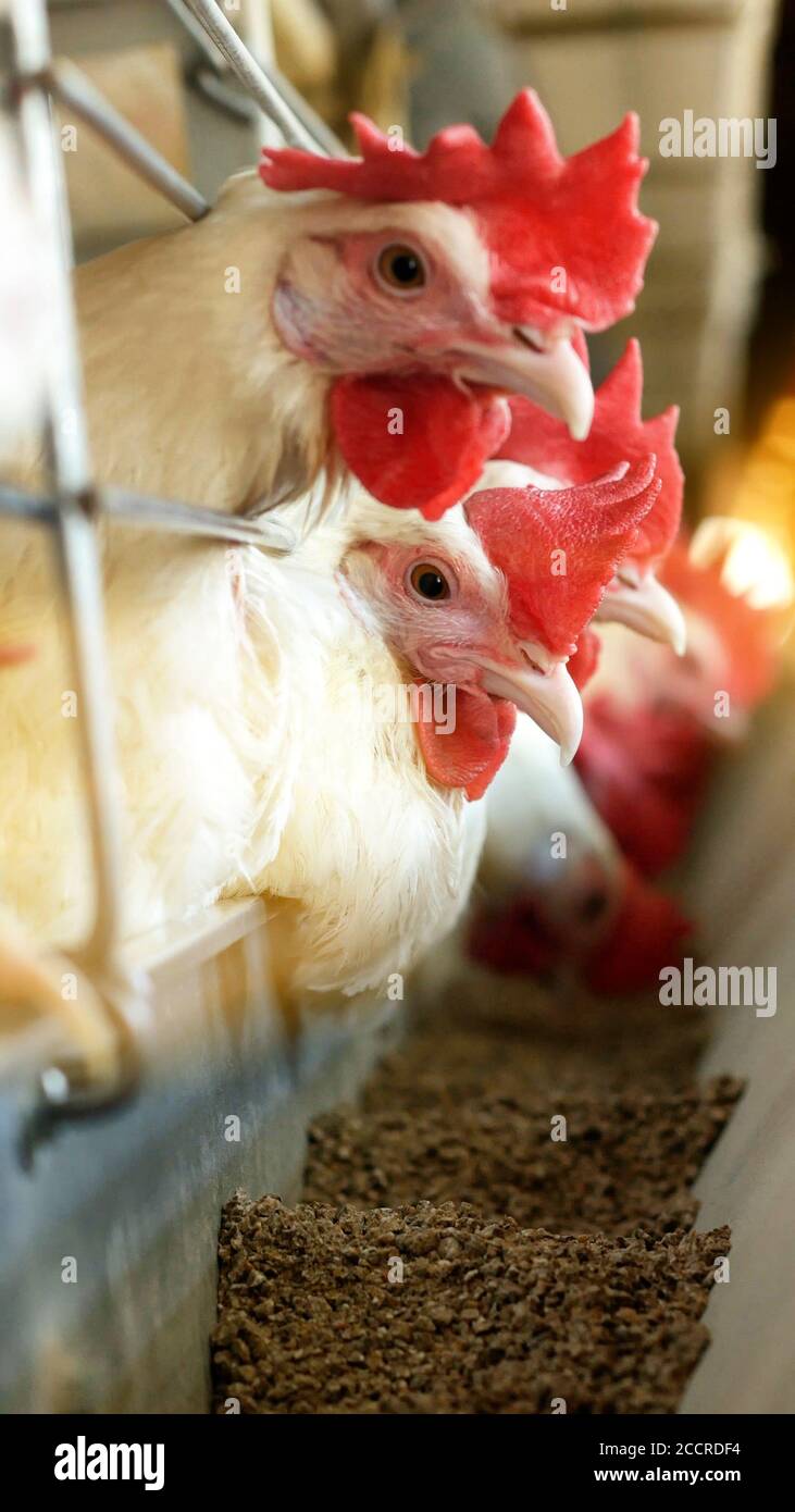 White chickens with red combs eat feed in a poultry farm. The concept ...