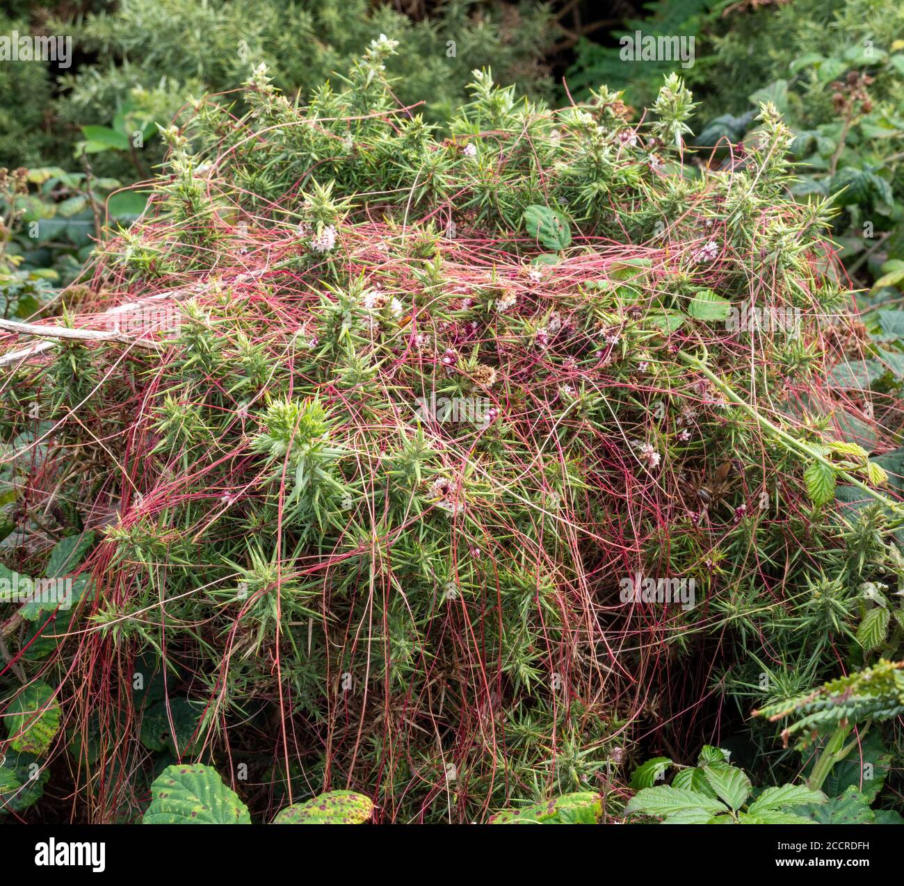 Red Dodder ie Cuscuta epithymum on wild Gorse ie Ulex europaeus. With ...