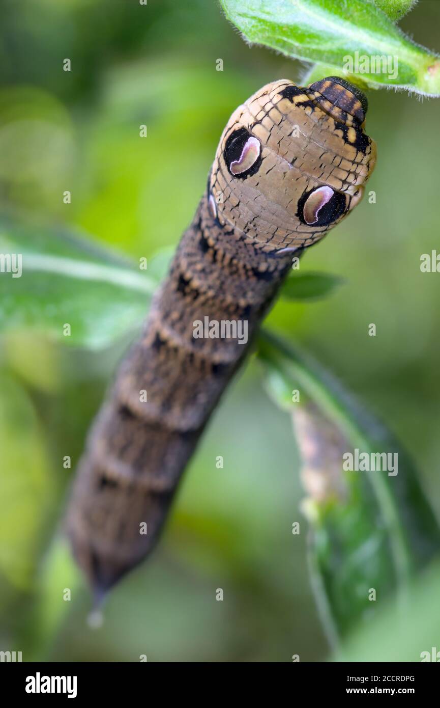 Hawk moth caterpillar snake hi-res stock photography and images - Alamy