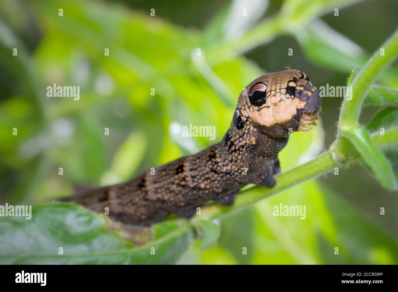 Macro Of The Profile Of An Elephant Hawk Moth Caterpillar, Deilephila elpenor, On A Plant ...