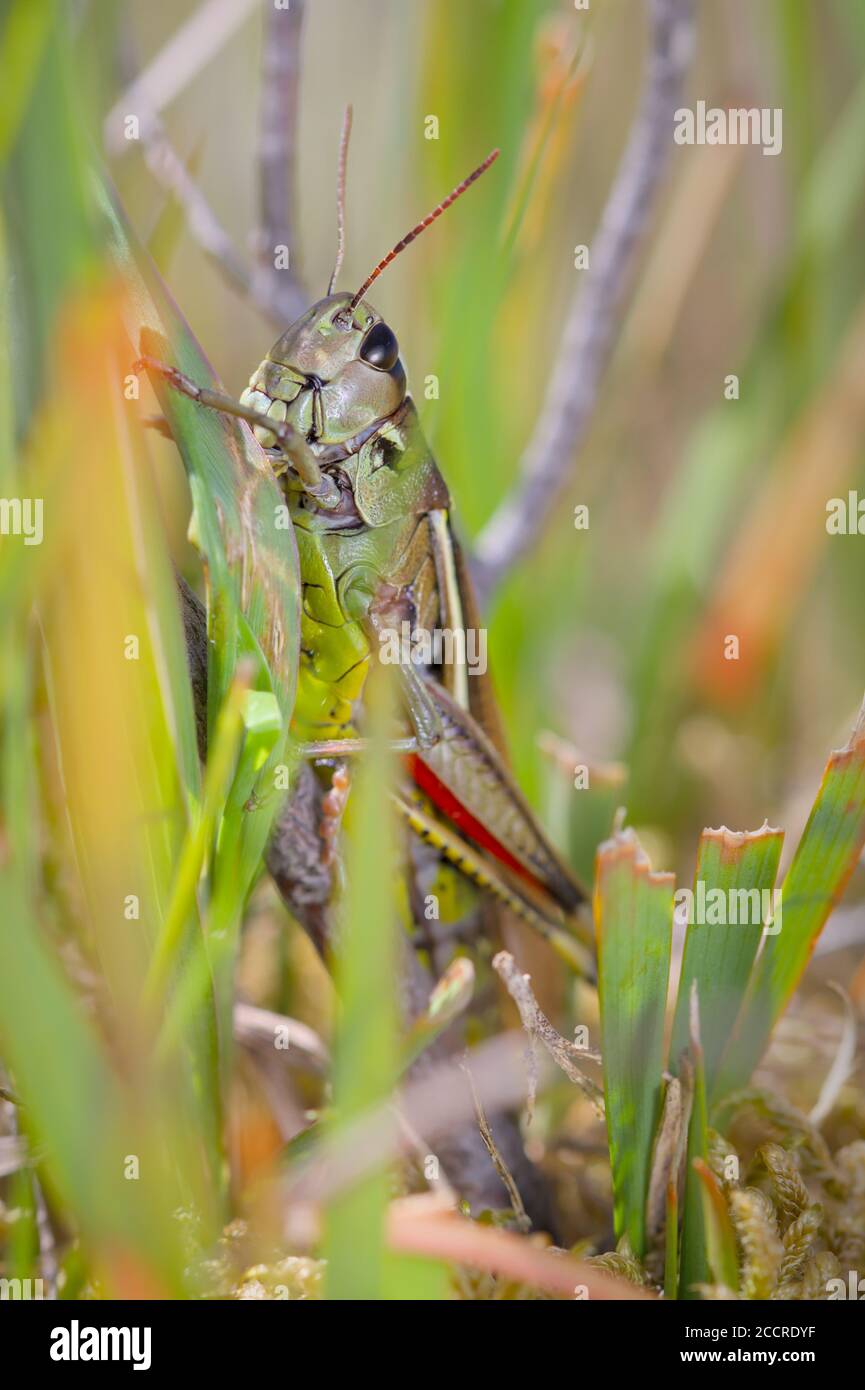 Macro Side Profile Shot Of A Rare Large Marsh Grasshopper, Stethophyma ...