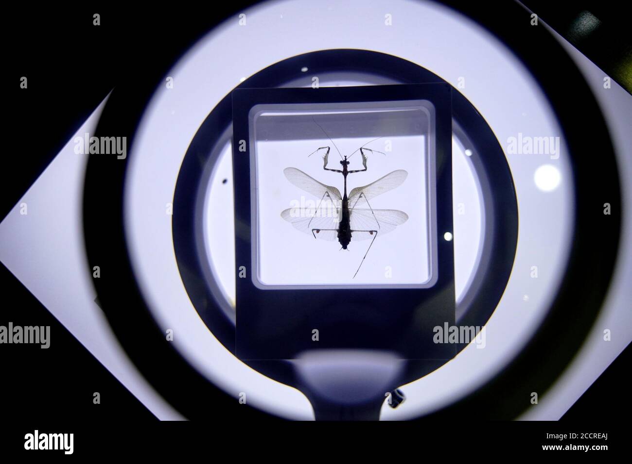 Shanghai. 24th Aug, 2020. An insect specimen is seen at the Shanghai ...