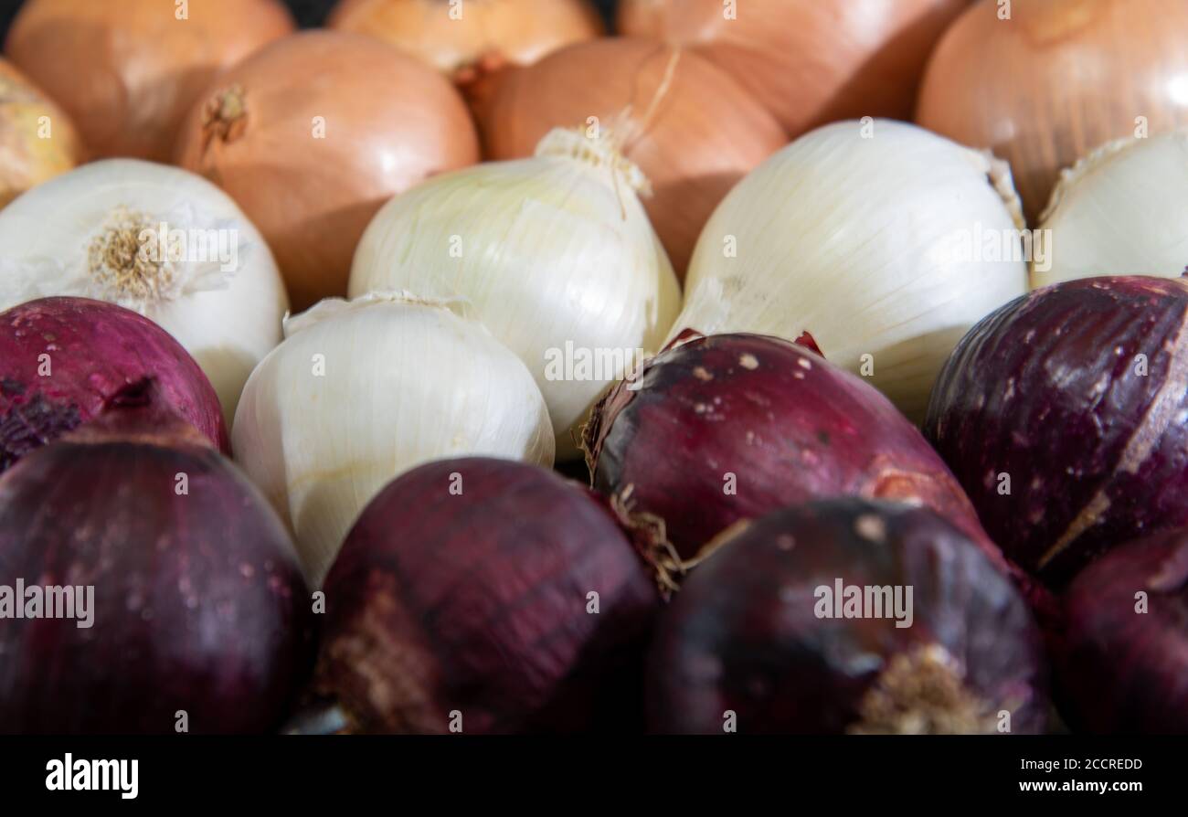 Onion is the popular name of the plant whose scientific name is Allium ...
