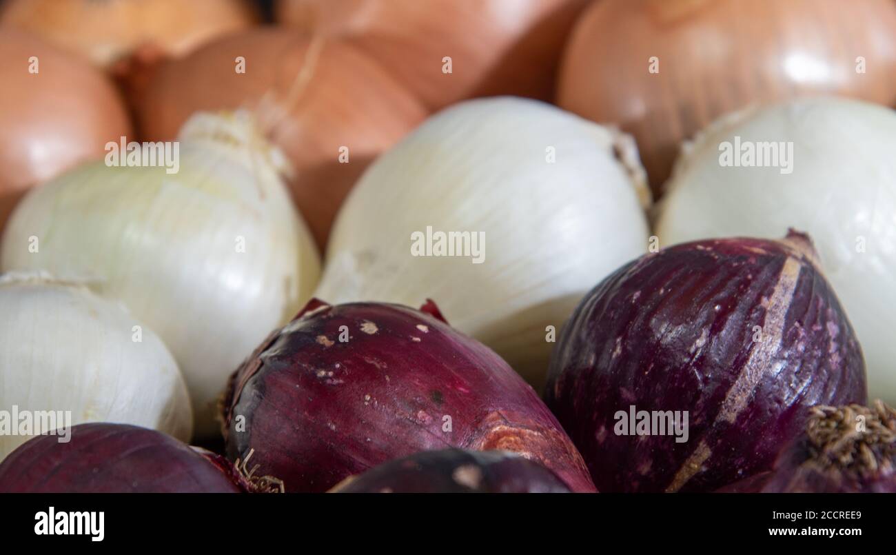 Onion is the popular name of the plant whose scientific name is Allium ...