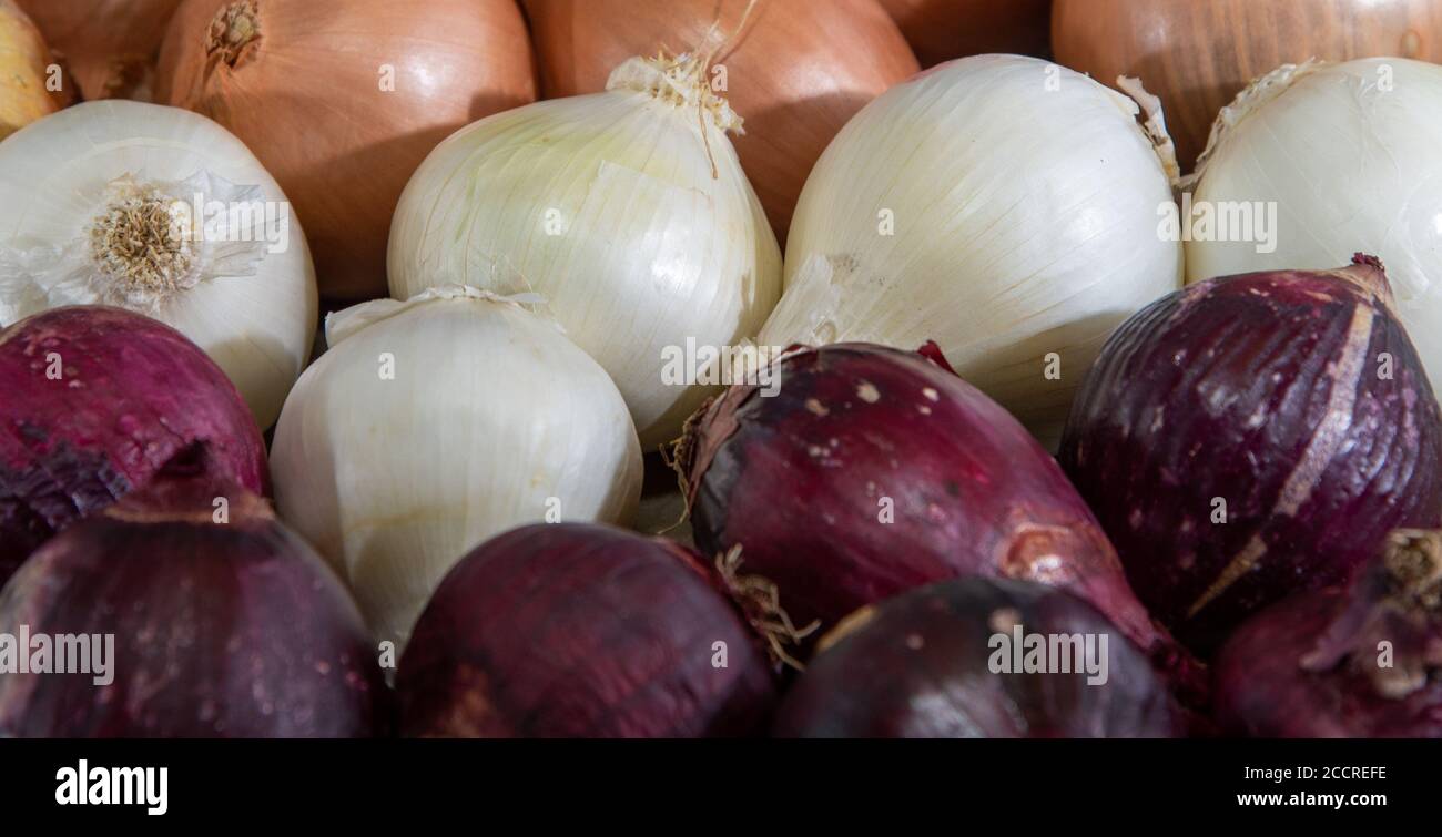 Onion is the popular name of the plant whose scientific name is Allium ...
